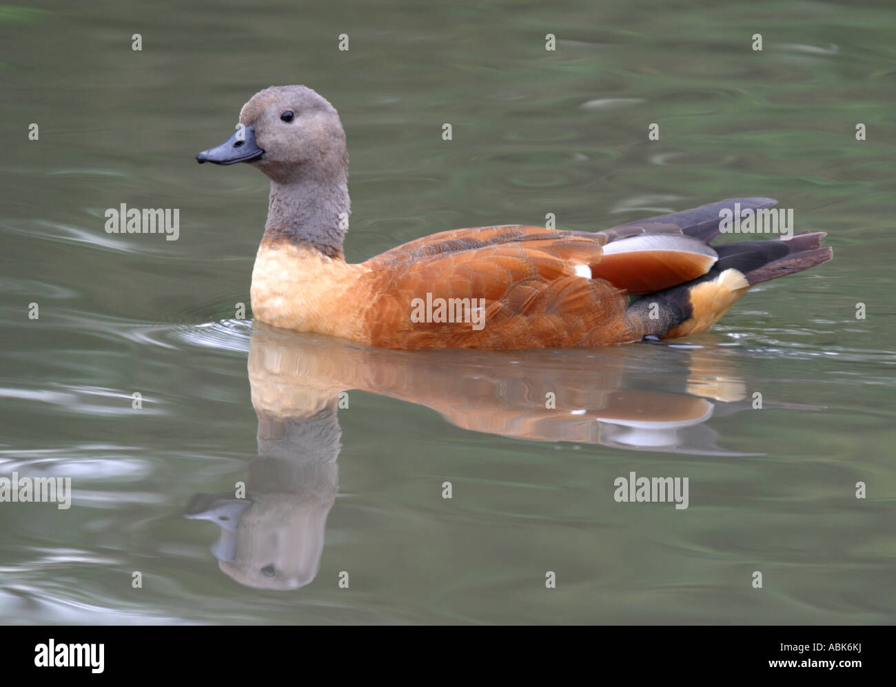 African shelduck hi-res stock photography and images - Alamy