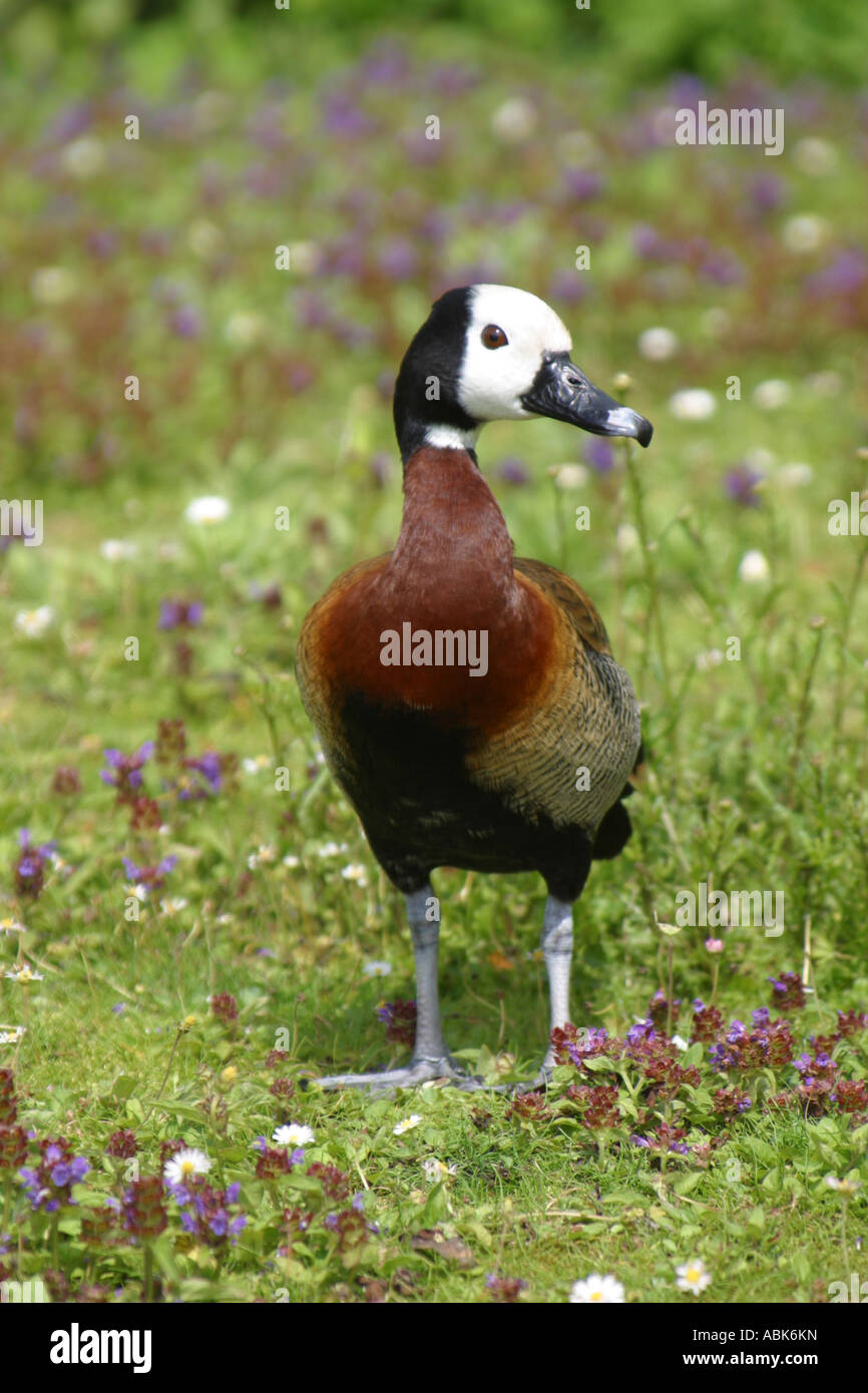 White face tree duck hi-res stock photography and images - Alamy