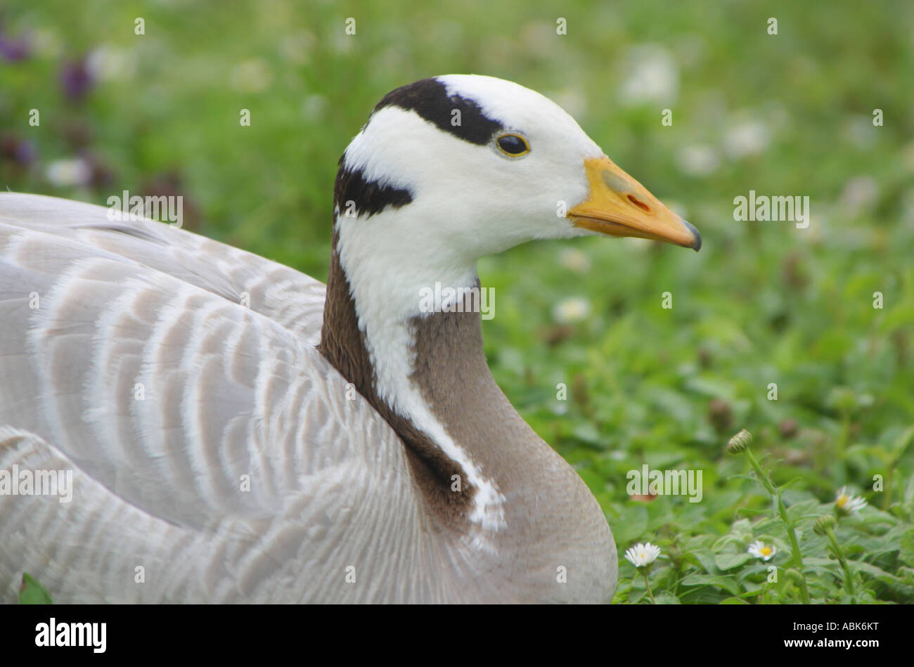 Bar head goose hi-res stock photography and images - Alamy