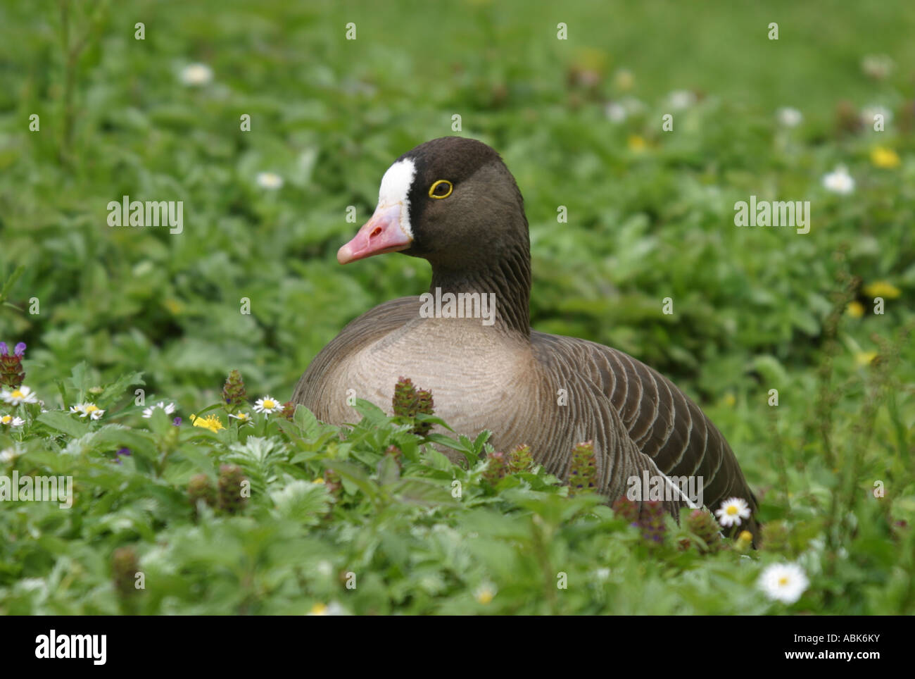 Lesser white-fronted goose Stock Photo - Alamy