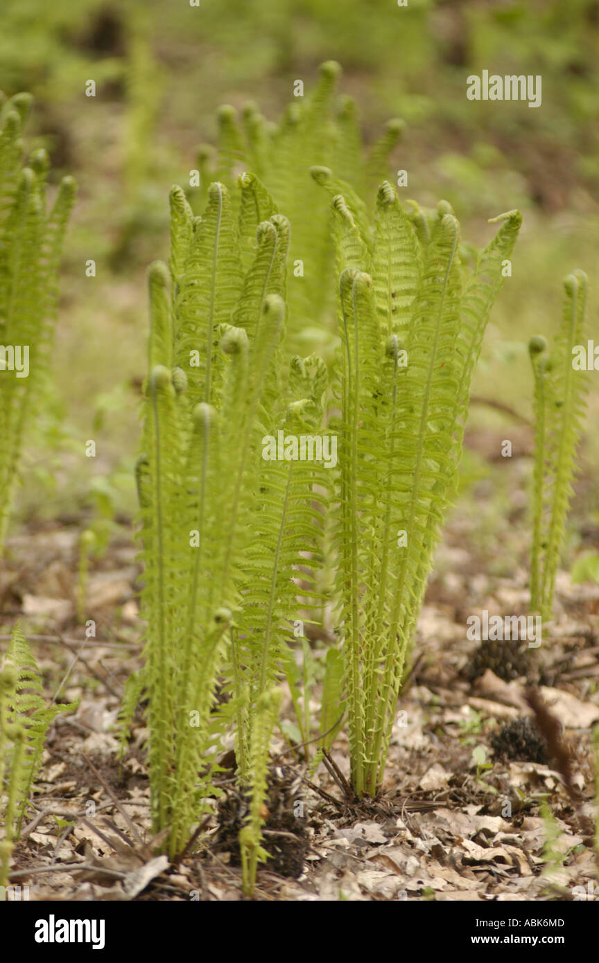 Very young green fern growing from soil covered by old dried leaves ...