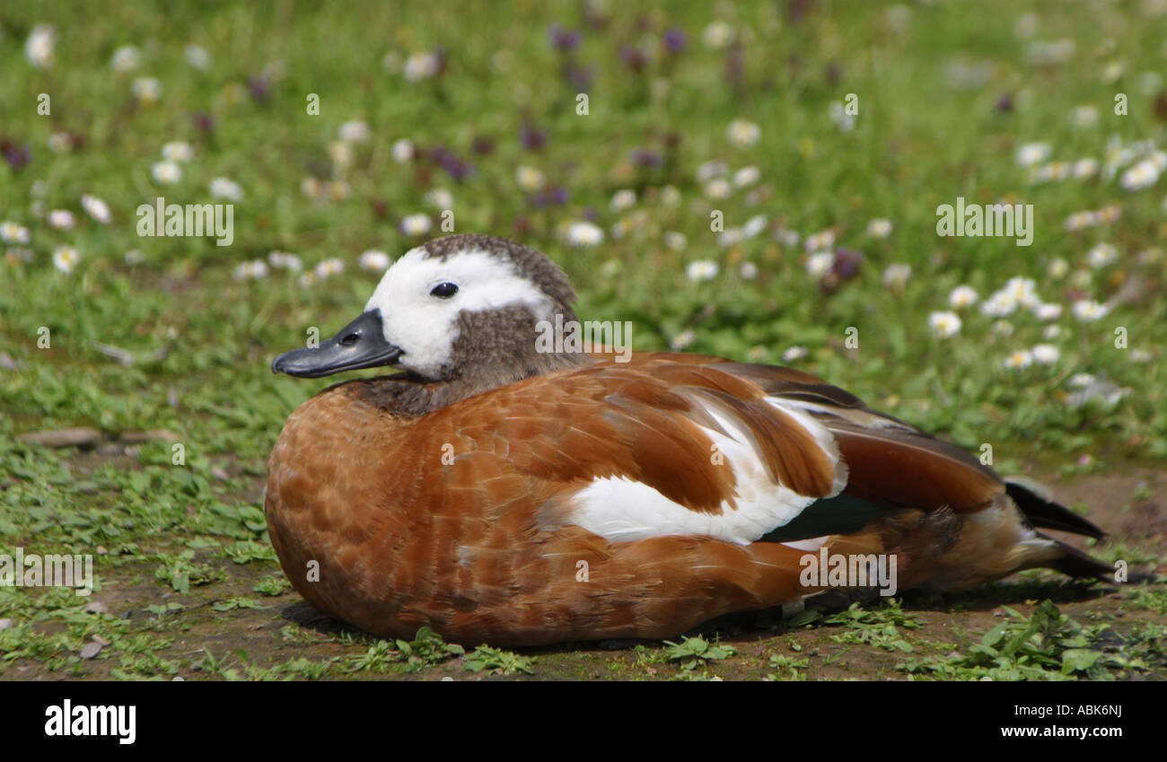 Cape shelduck female hi-res stock photography and images - Alamy