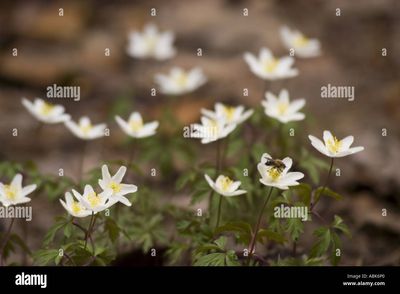 Early spring white flowers of Anemones Grecian windflower Ranunculaceae ...