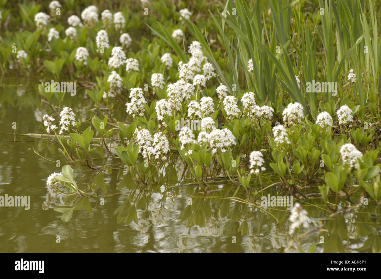 Buckbean flowers hi-res stock photography and images - Alamy