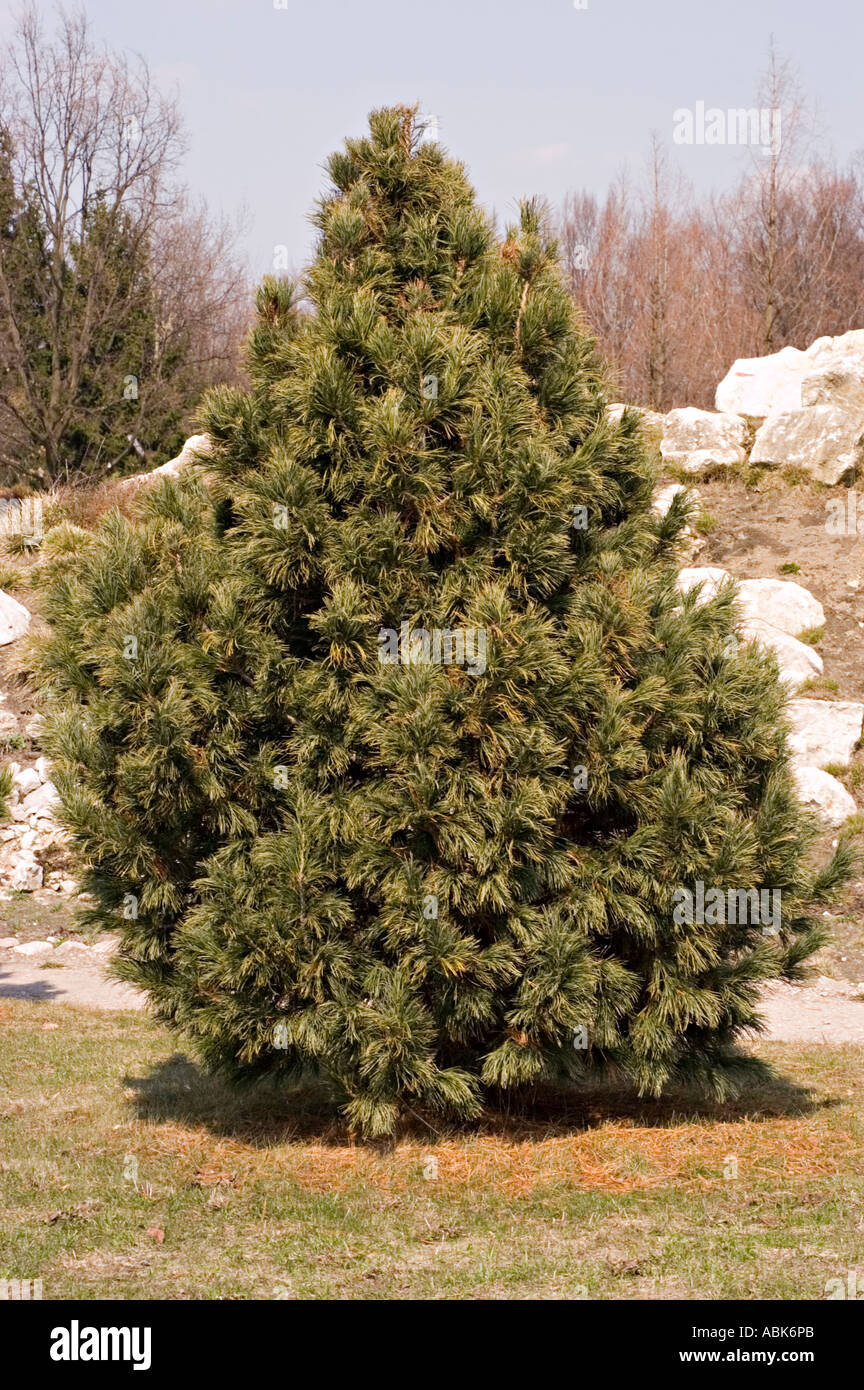 stone pine or alpine stone pine or Siberian stone pine or limba Pinus ...