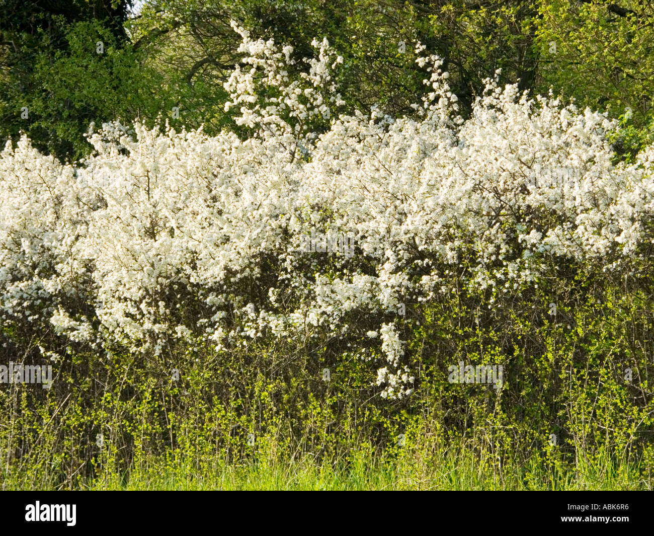 Blackthorn sloe sloes blossom at the margin of a field Prunus spinosa ...