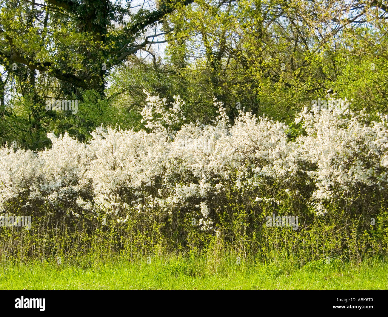 Blackthorn sloe sloes blossom at the margin of a field Prunus spinosa ...
