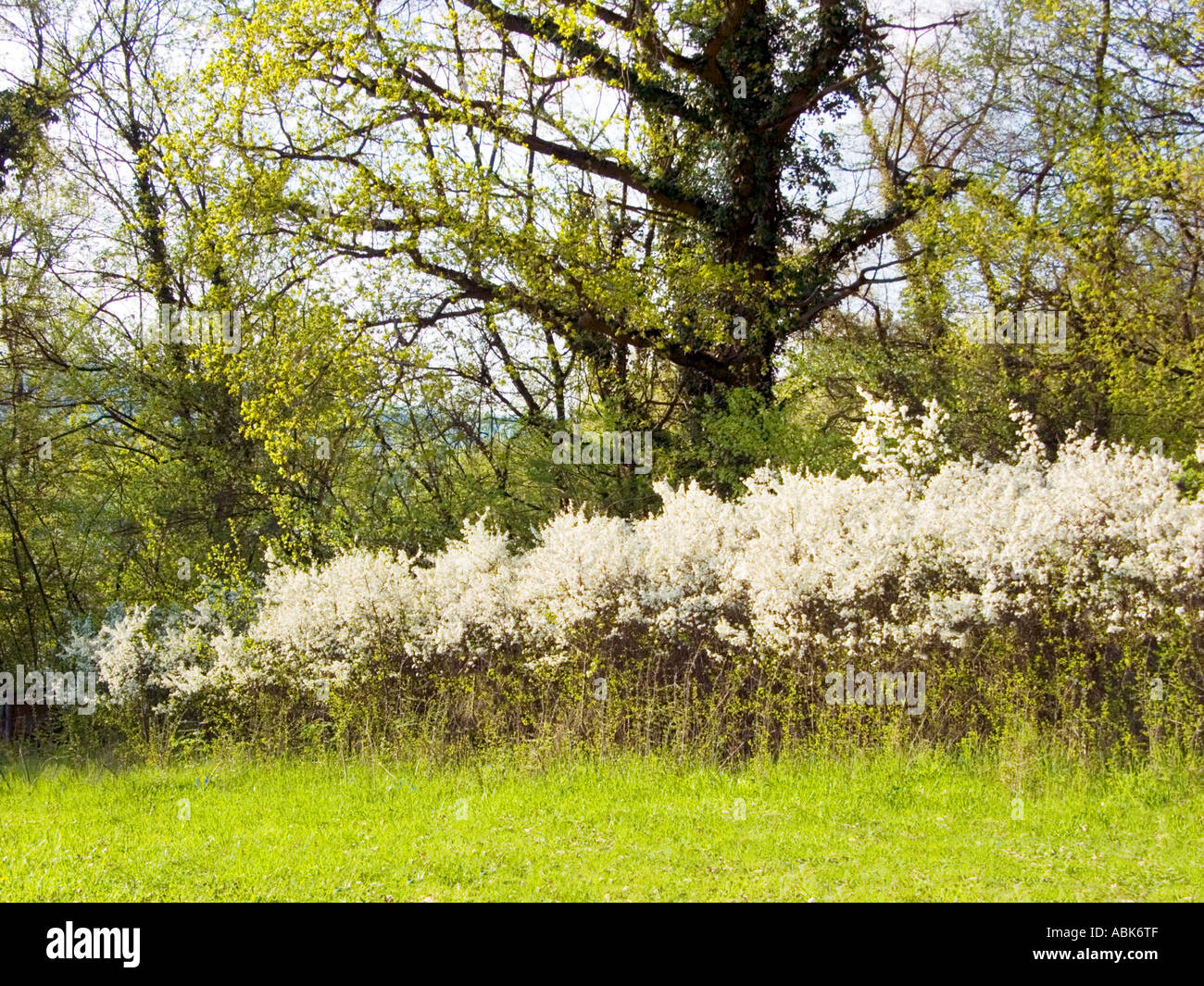Blackthorn sloe sloes blossom at the margin of a field Prunus spinosa ...
