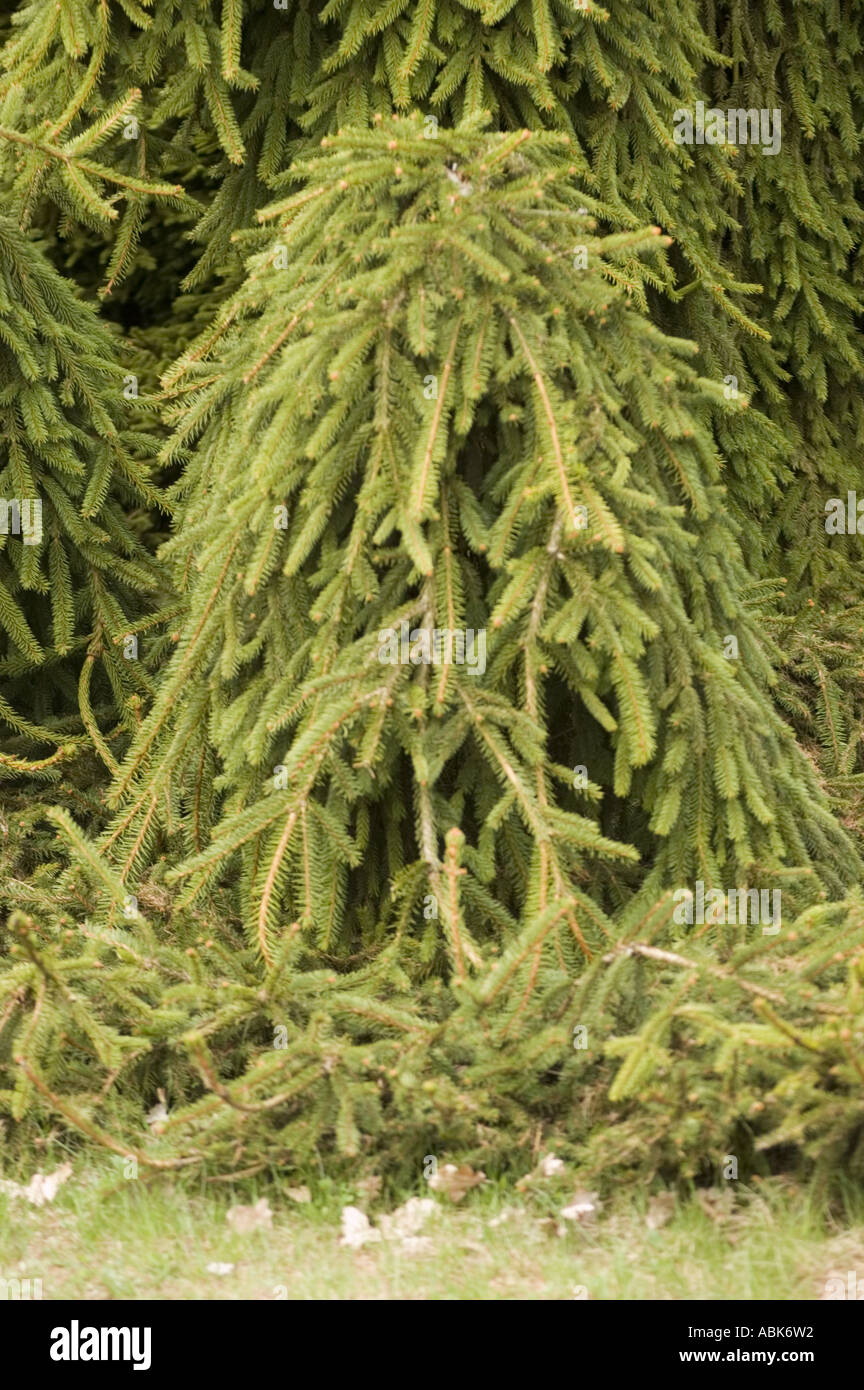Pinaceae Picea abies Inversa Stock Photo - Alamy