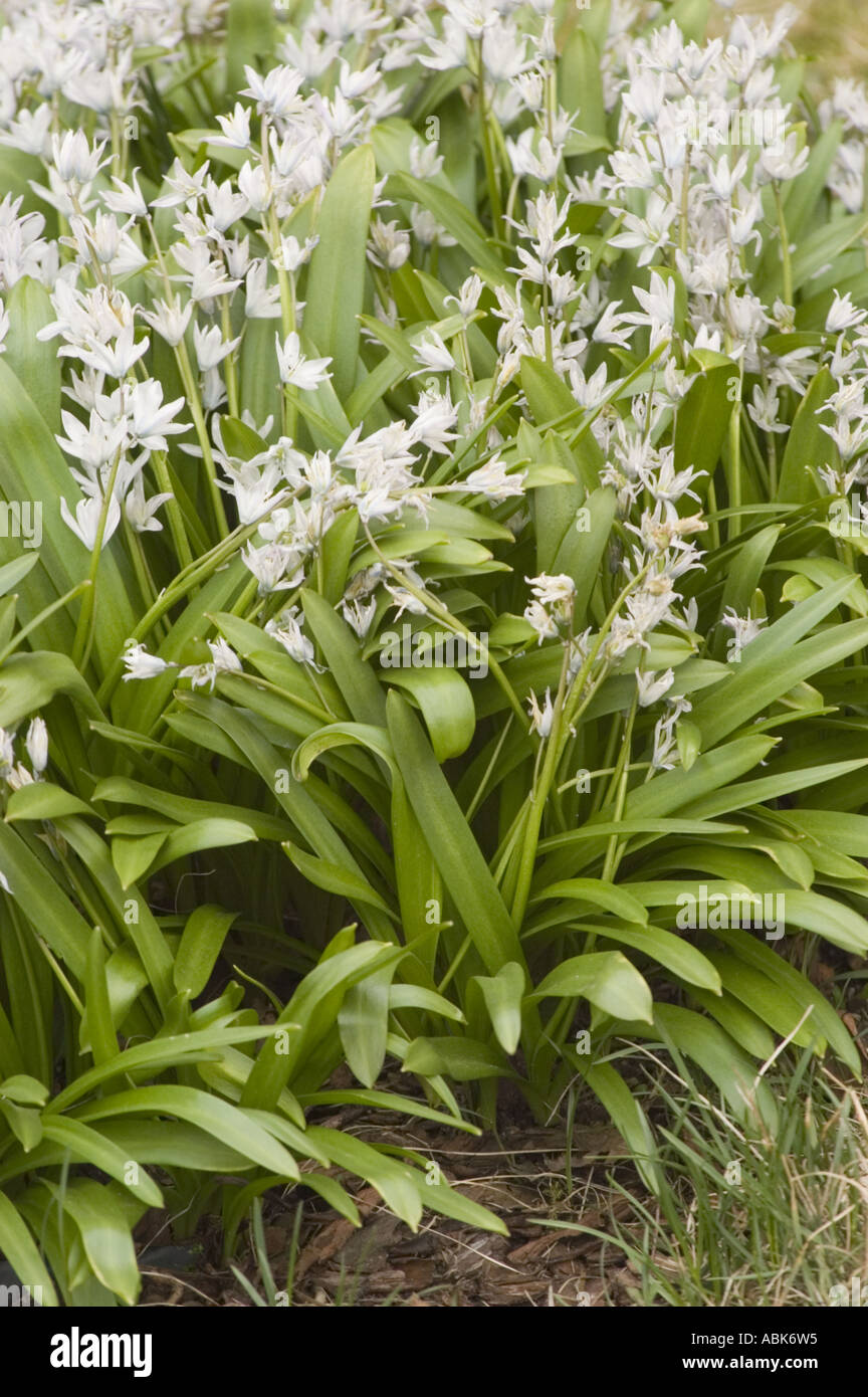 Flowers of early white squill Liliaceae Scilla mischtschenkoana Scilla ...
