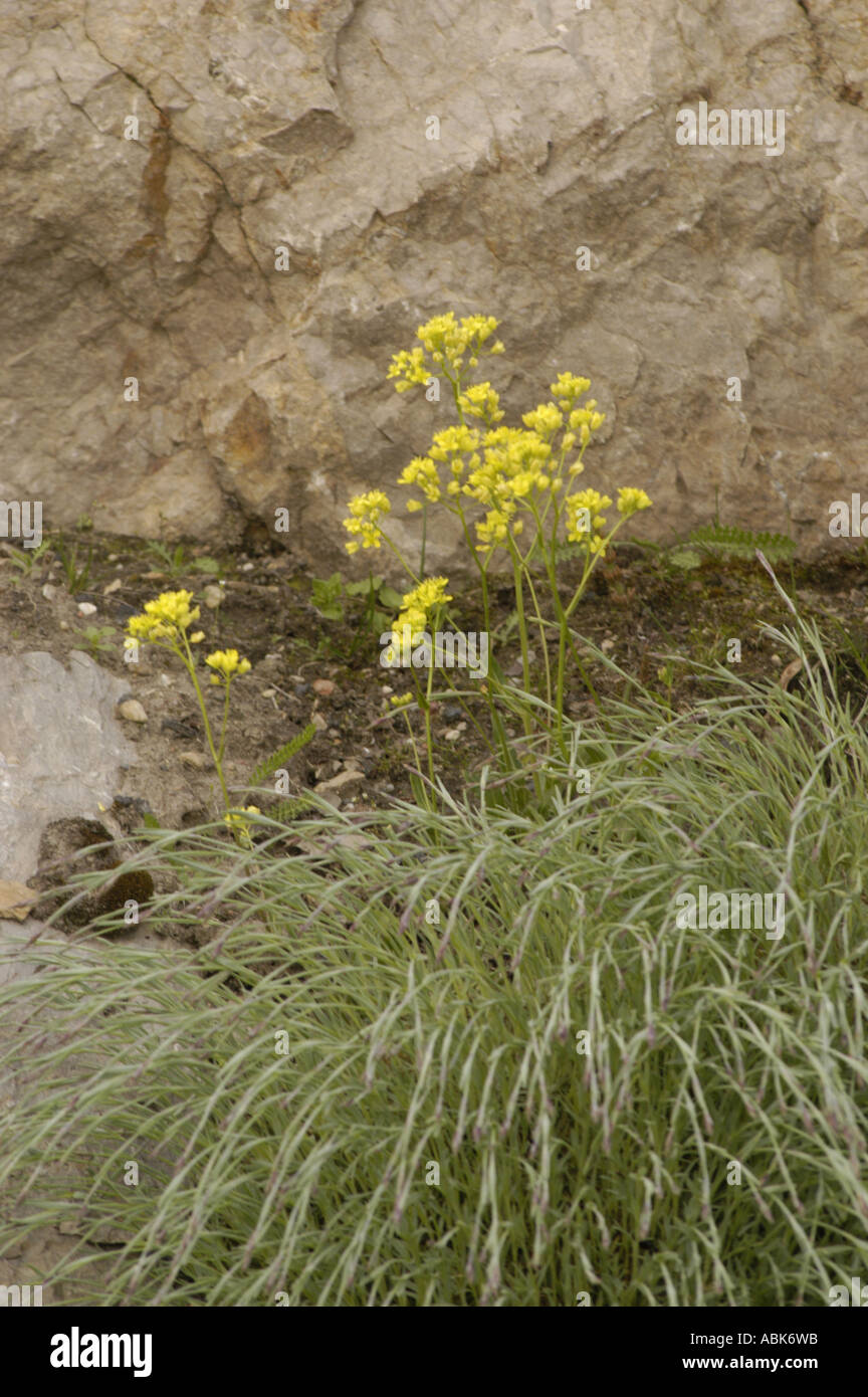 Yellow flowers of alpine plant Basket of Gold Brassicaceae Alyssum ...