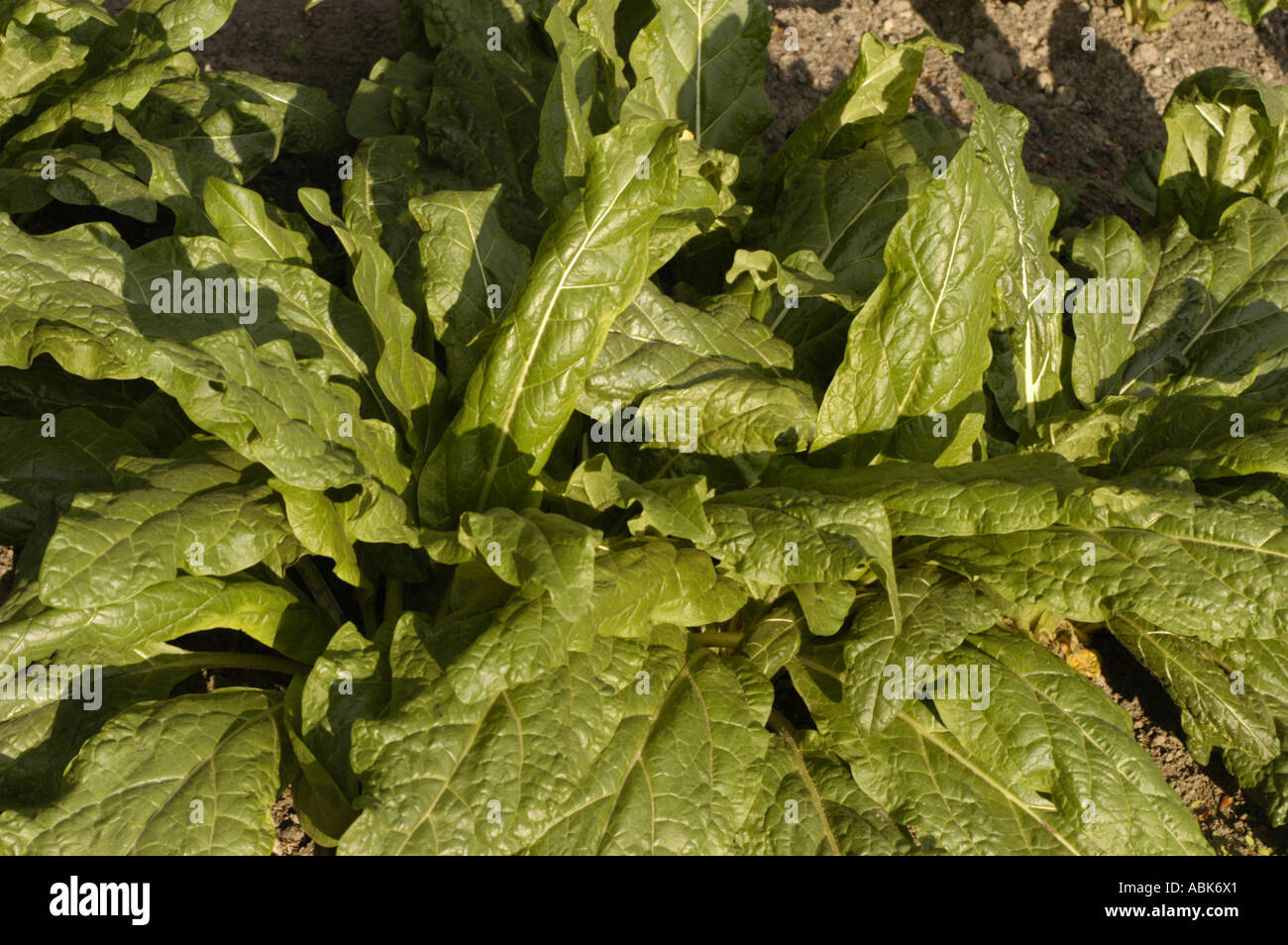 Mandrake mandragora officinarum hi-res stock photography and images - Alamy