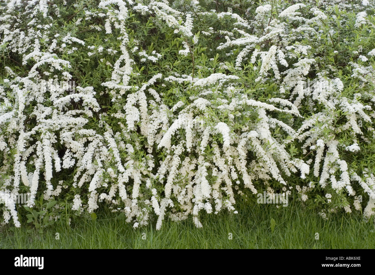 White flowers of Garland spirea May blooming plant Spiraea arguta Stock ...