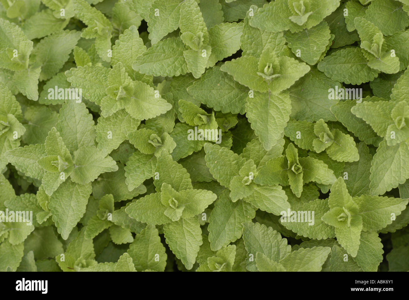 Green leaves carpet of Labiatae Nepeta grandiflora Stock Photo - Alamy