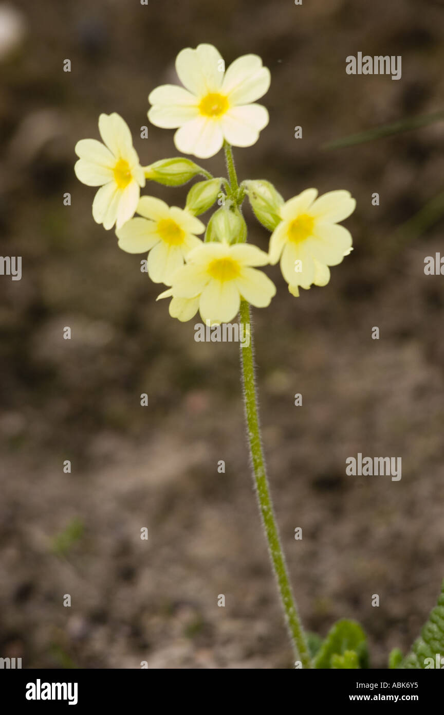 Pale yellow flowers hi-res stock photography and images - Alamy