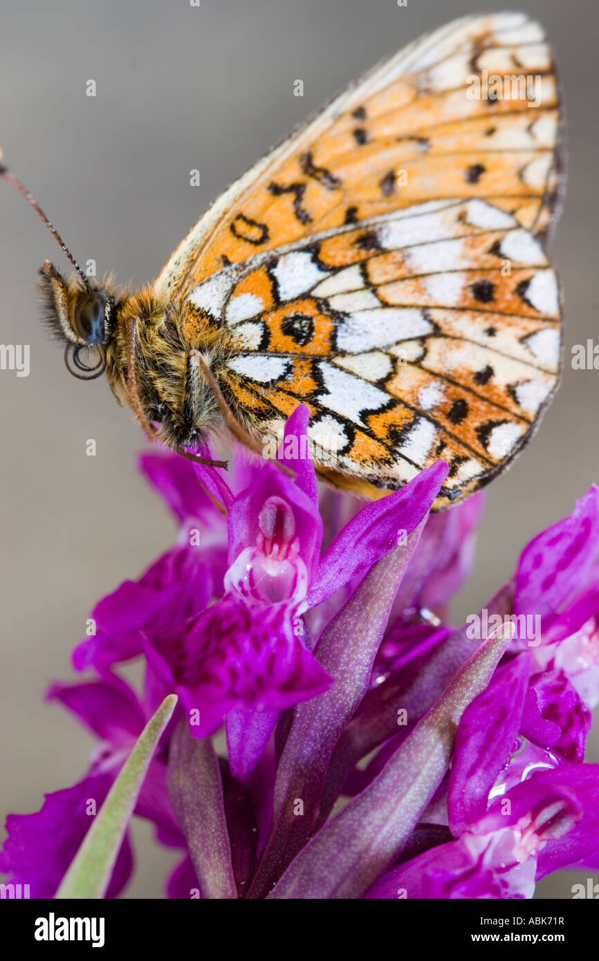 Pearl-bordered Fritillary Butterfly on orchid Stock Photo - Alamy