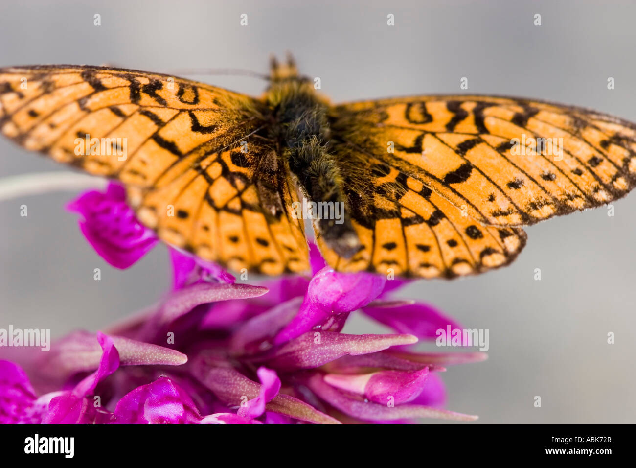 Pearl-bordered Fritillary Butterfly on orchid Stock Photo - Alamy