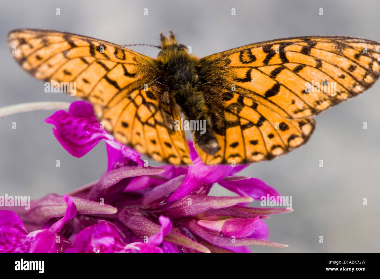 Pearl-bordered Fritillary Butterfly on orchid Stock Photo - Alamy