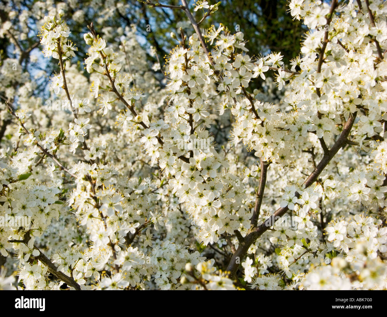 Blackthorn sloe sloes blossom at the margin of a field Prunus spinosa ...