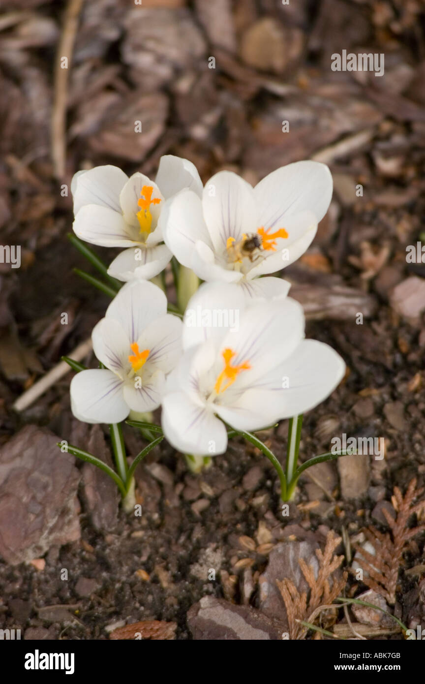 Four white crocuses hi-res stock photography and images - Alamy
