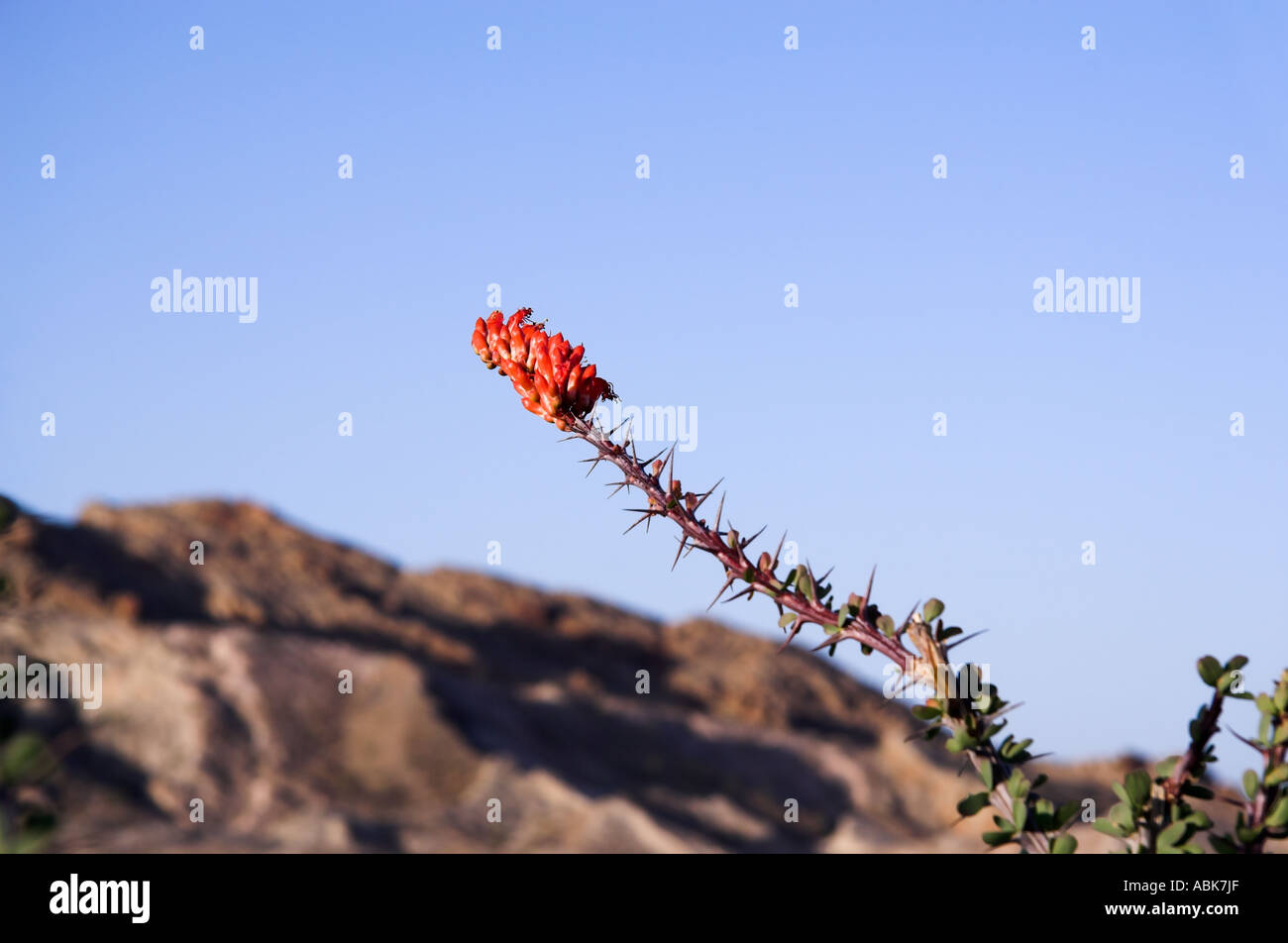 Blossoming ocotillo plant (Fouqueria splendens), Anza-Borrego Desert ...