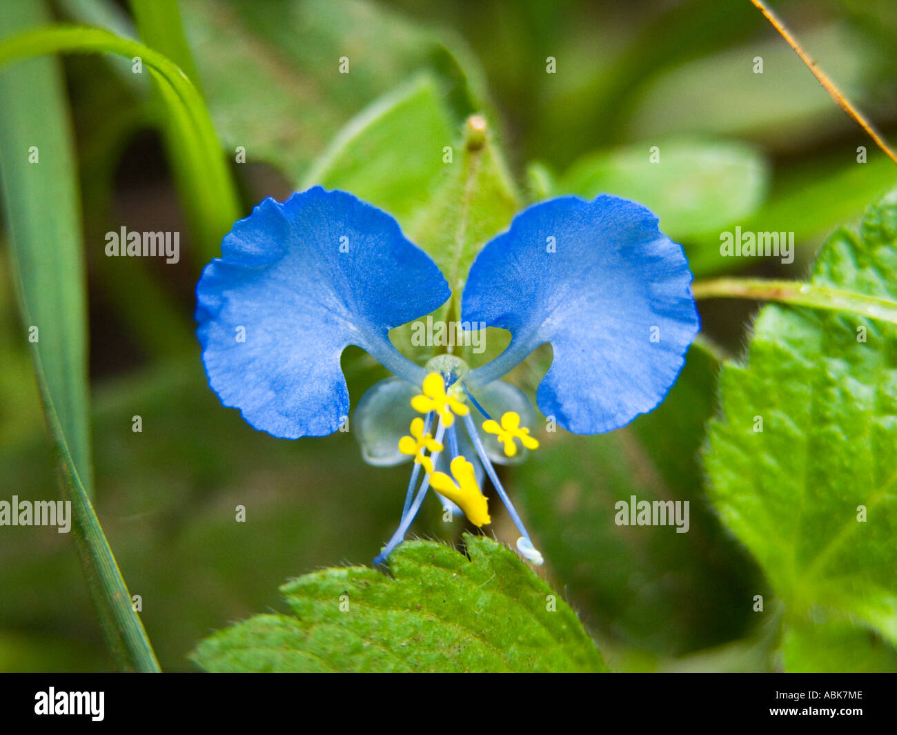 vegetation colorful colourful plant blossom flower bloom Loitokitok ...