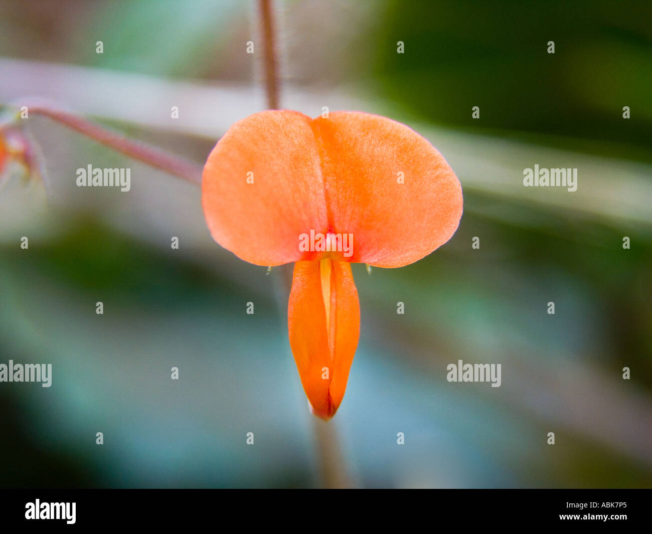vegetation colorful colourful plant blossom flower bloom Loitokitok ...
