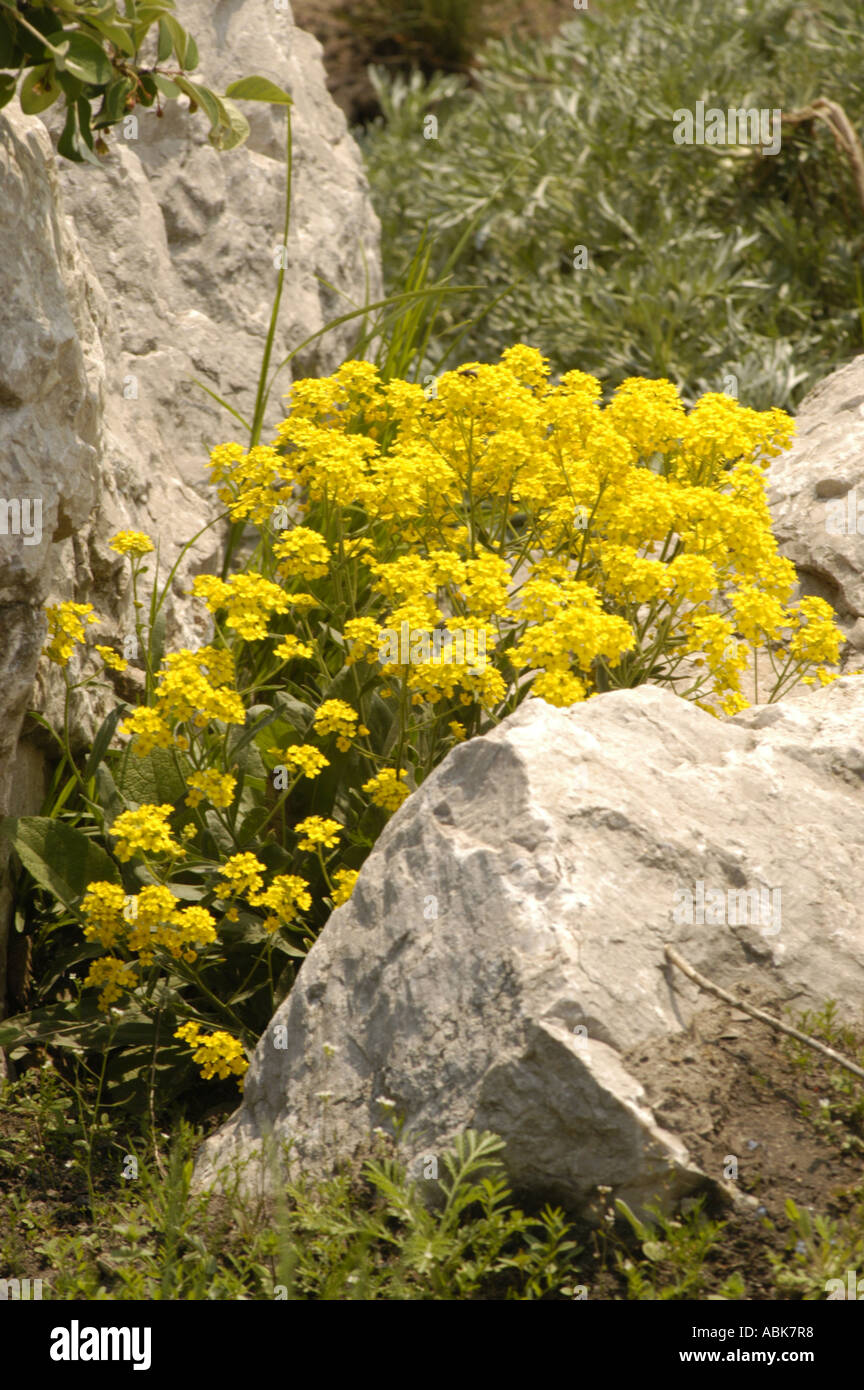 Carpet of yellow gold flowers of alpine flowers Basket of Gold ...