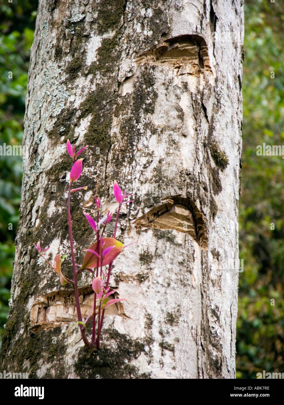 vegetation colorful colourful plant blossom flower bloom Loitokitok ...