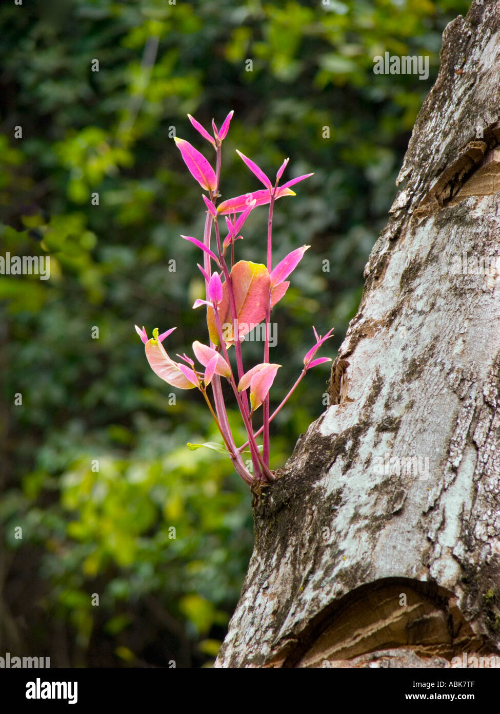 vegetation colorful colourful plant blossom flower bloom Loitokitok ...