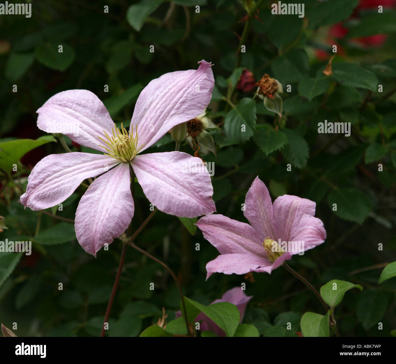 Pink climbing Clematis Stock Photo - Alamy