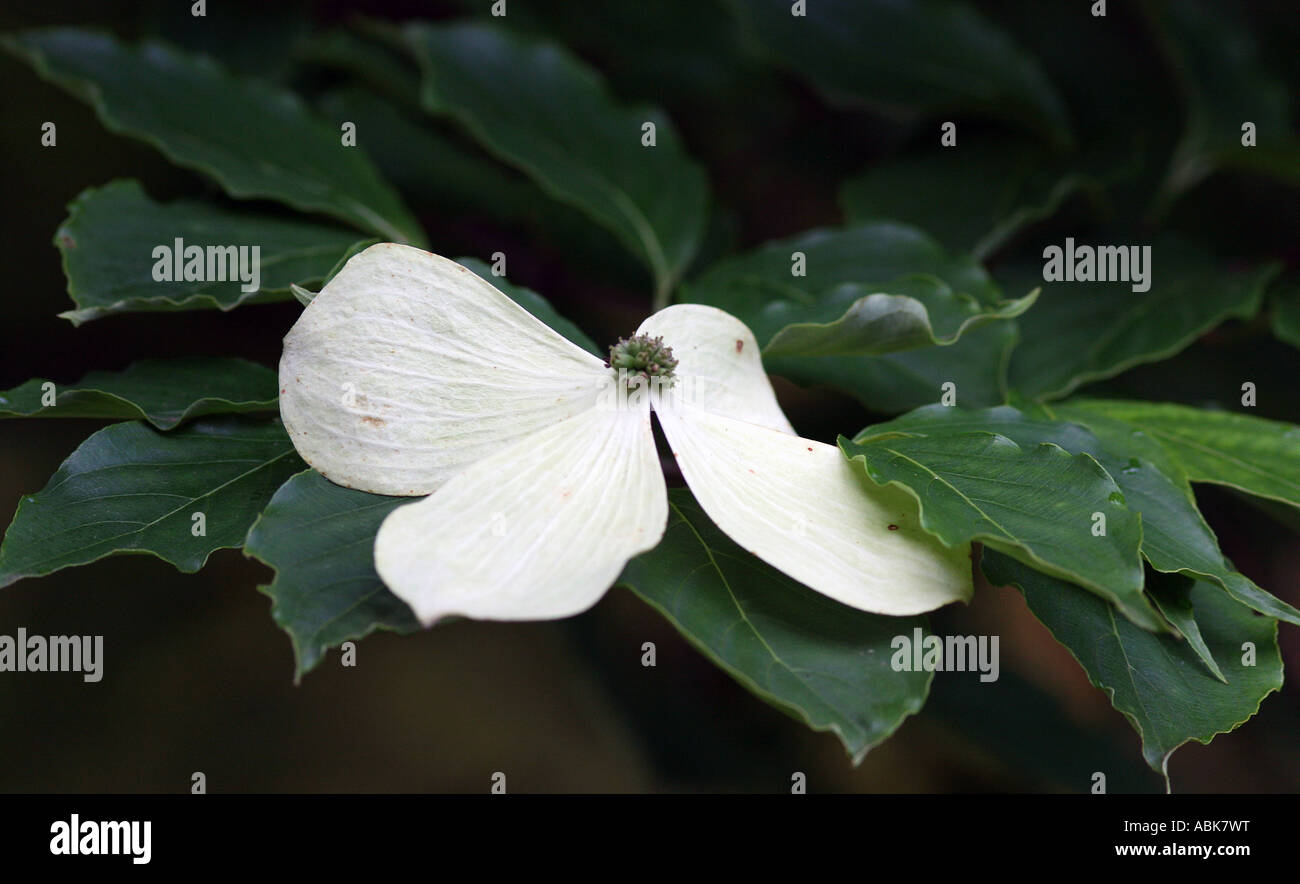 Cornus x constellation dogwoo hi-res stock photography and images - Alamy