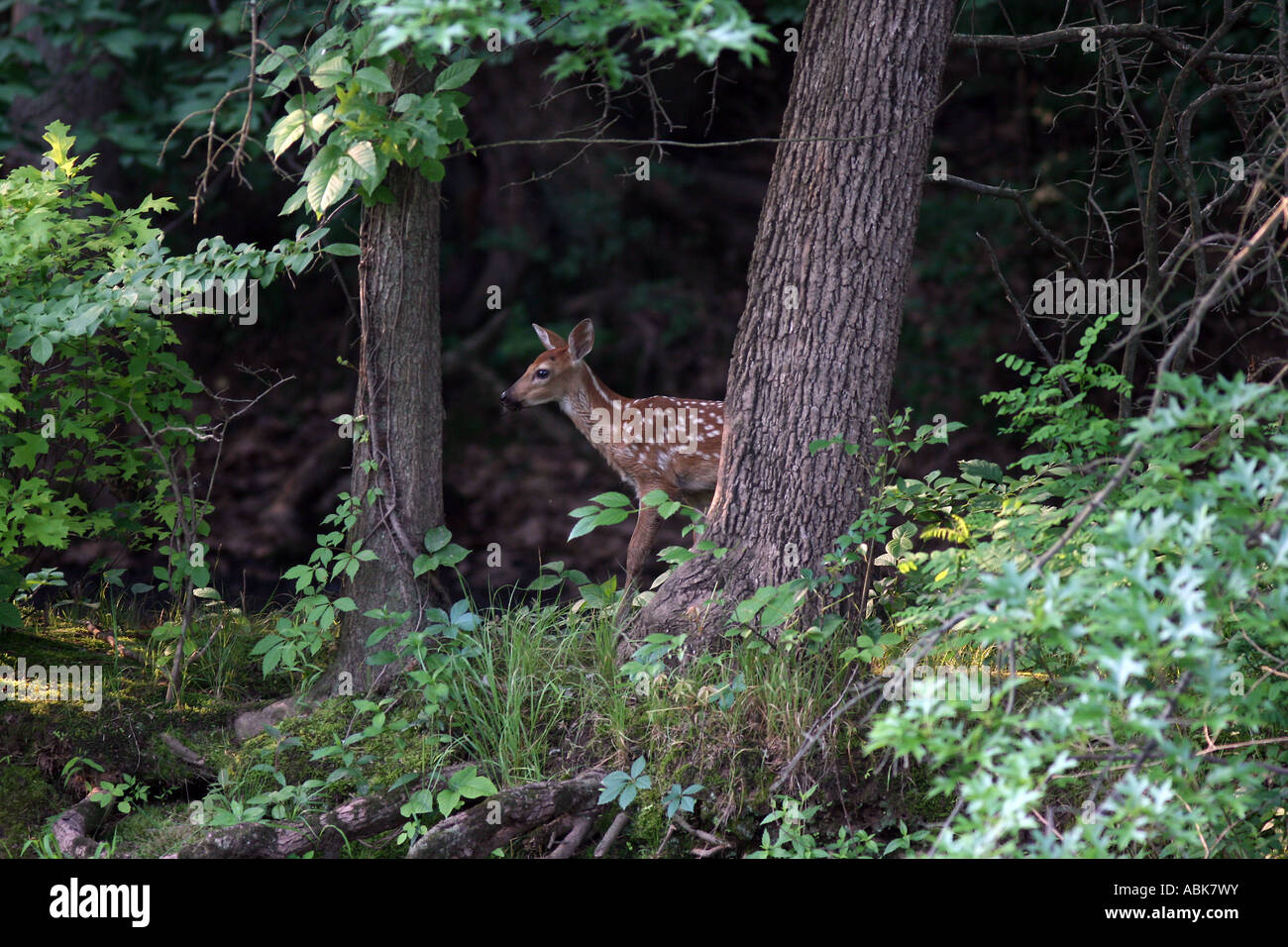 A fawn in the forest behing a tree Stock Photo - Alamy