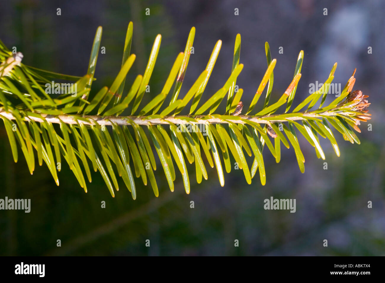 Common silver fir hi-res stock photography and images - Alamy