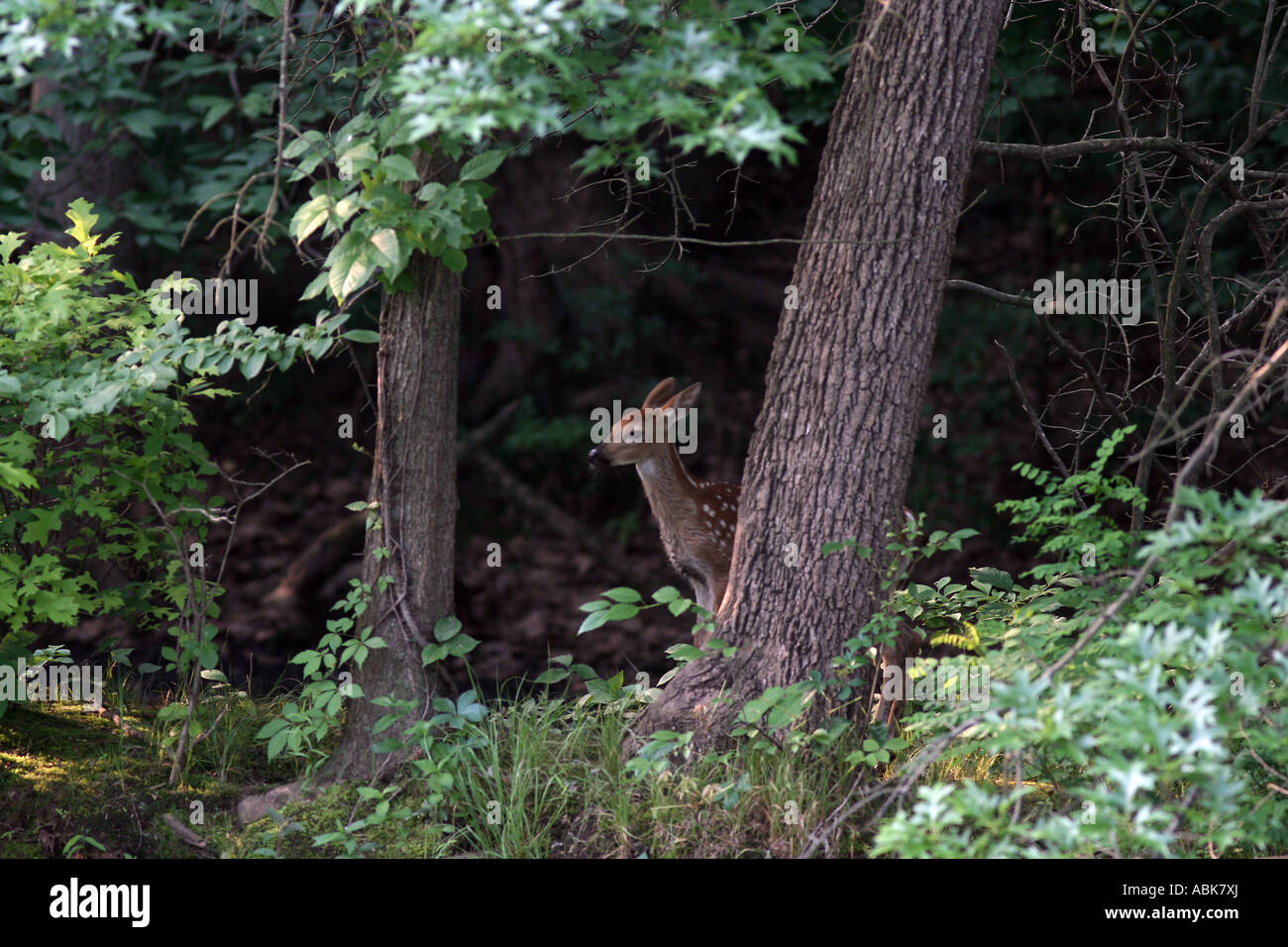 A fawn in the forest behing a tree Stock Photo - Alamy
