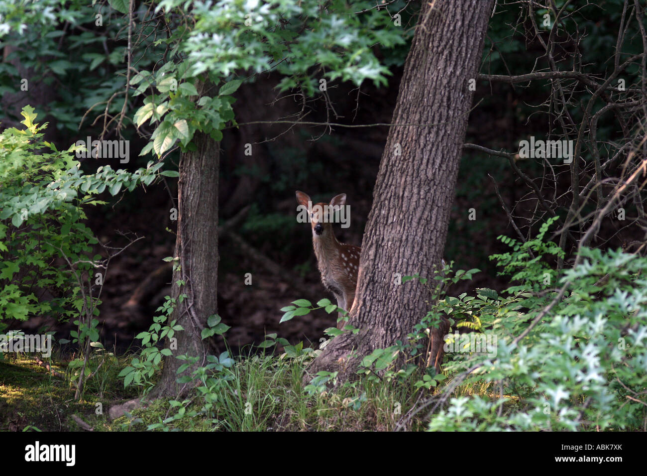 A fawn in the forest behing a tree Stock Photo - Alamy
