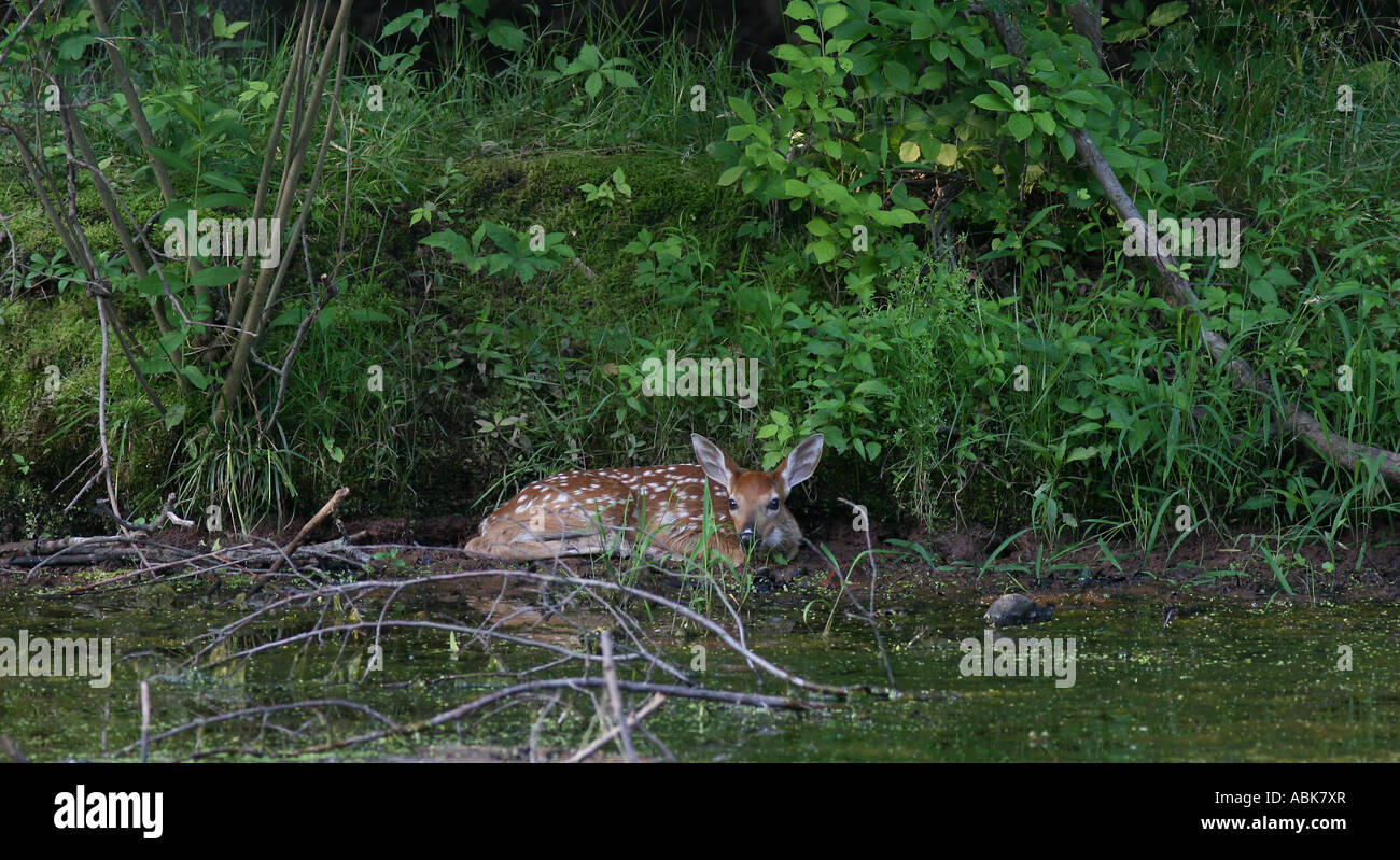 A fawn on the bank of a river Stock Photo - Alamy