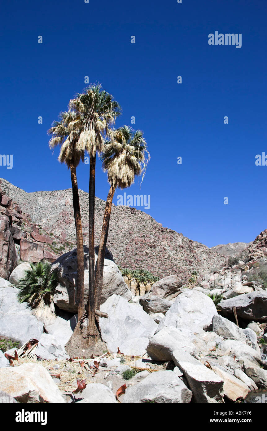 California fan palms in a rugged environment, Palm Canyon, Anza-Borrego ...
