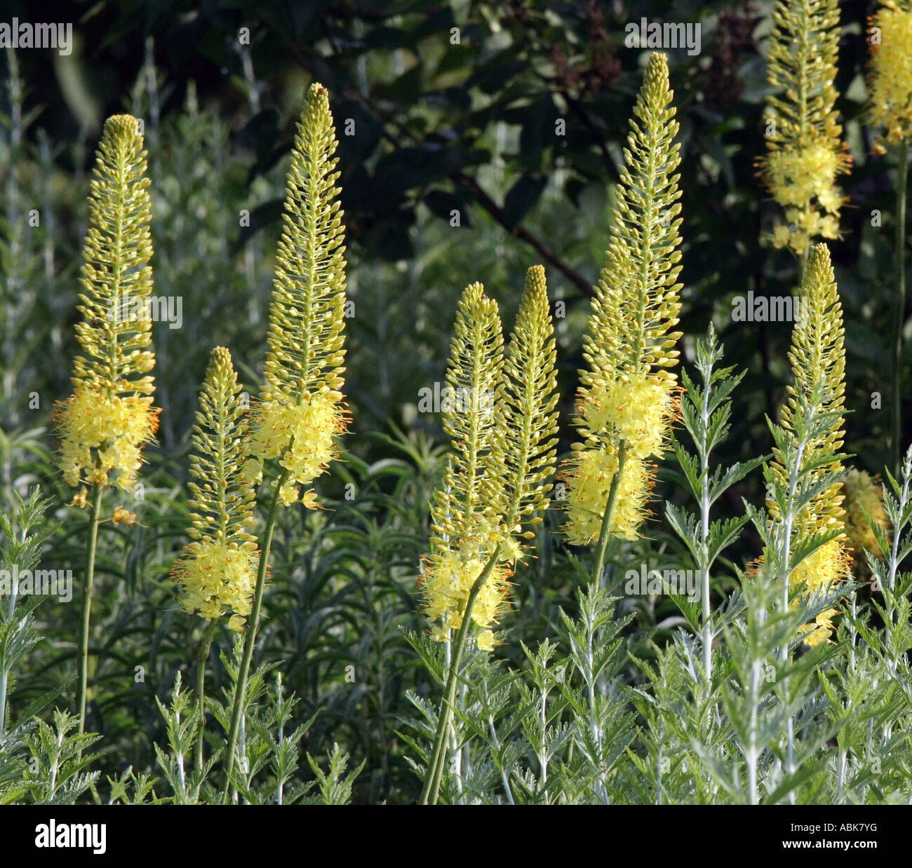 Yellow foxtail hi-res stock photography and images - Alamy