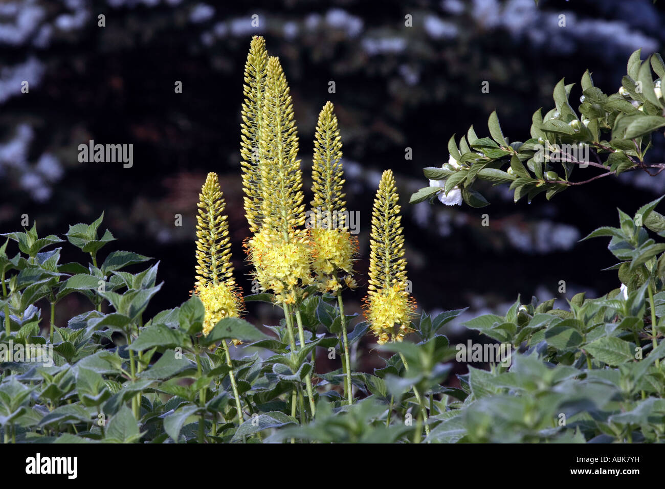 Yellow foxtail hi-res stock photography and images - Alamy