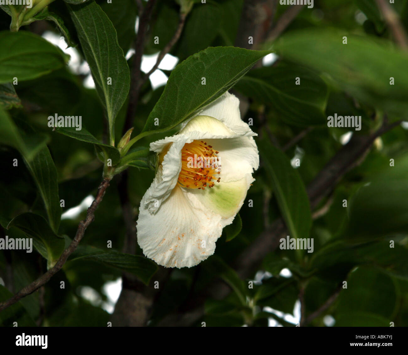 Japanese stewartia hi-res stock photography and images - Alamy