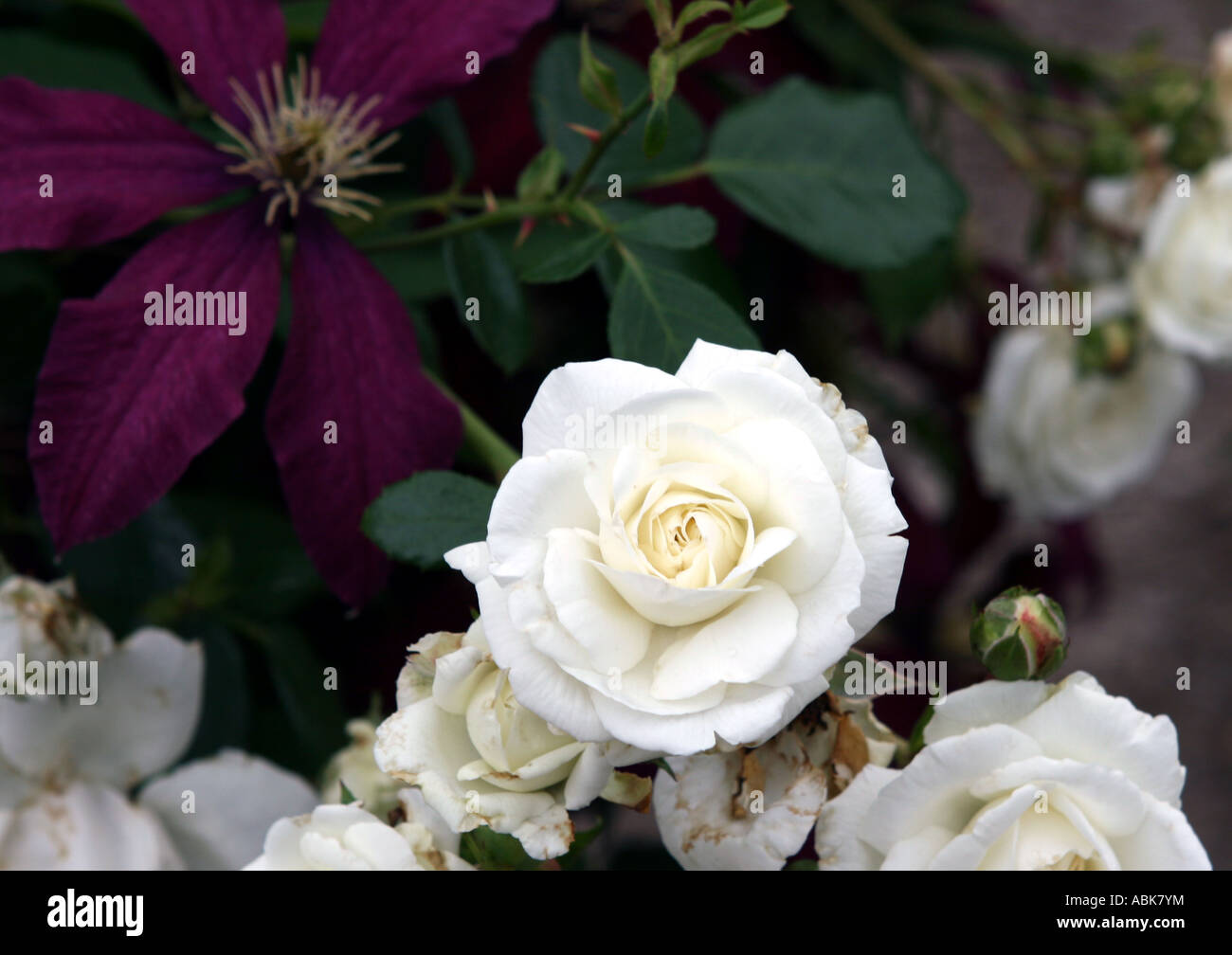A White Dawn Climber rose Stock Photo - Alamy