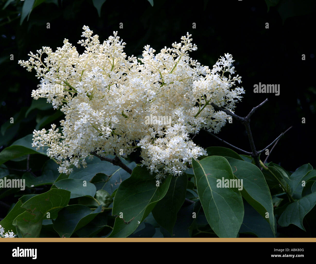 A Manchurian Lilac blossom cluster Stock Photo - Alamy