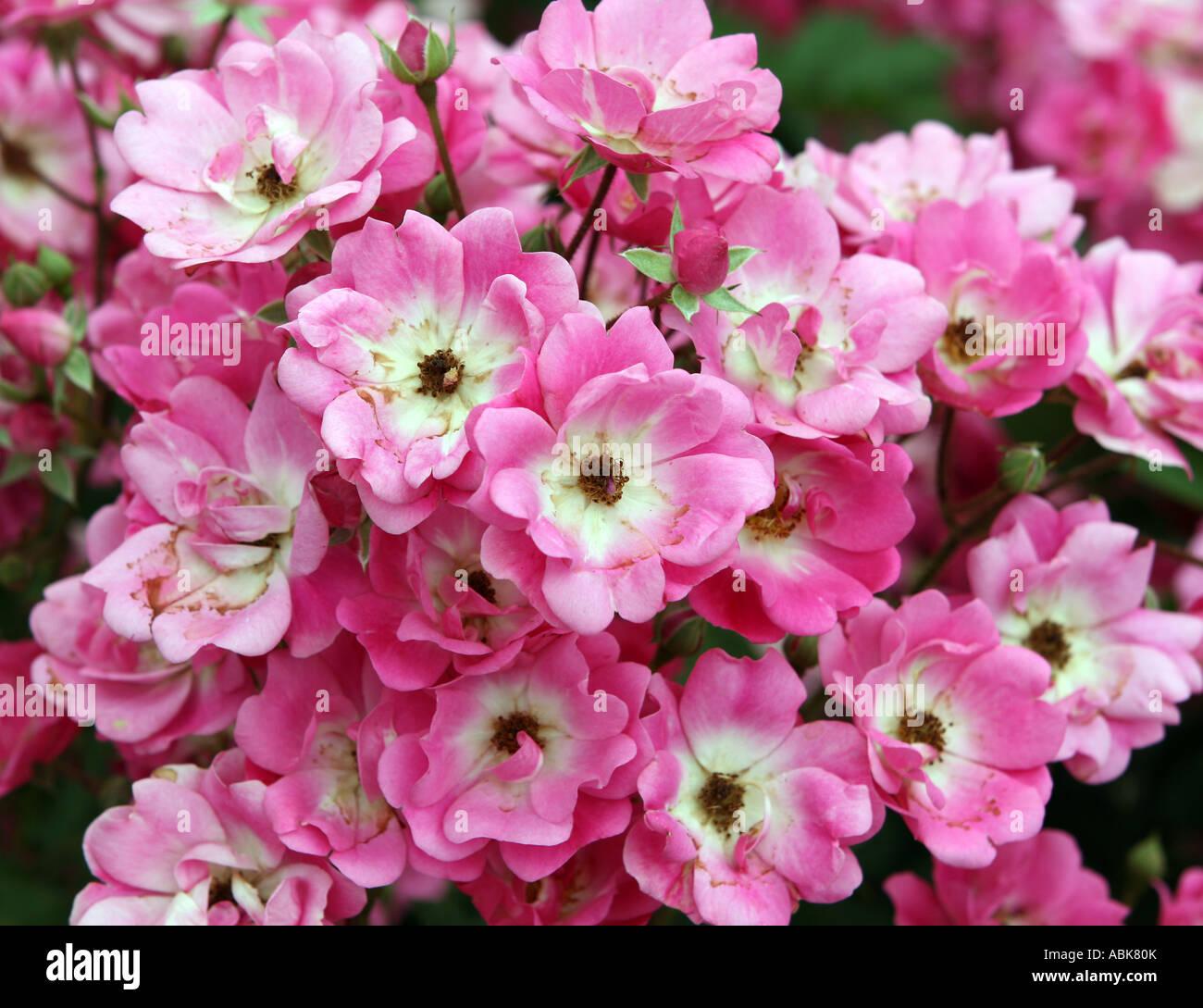 A mass of Pink Chatillon roses Stock Photo - Alamy