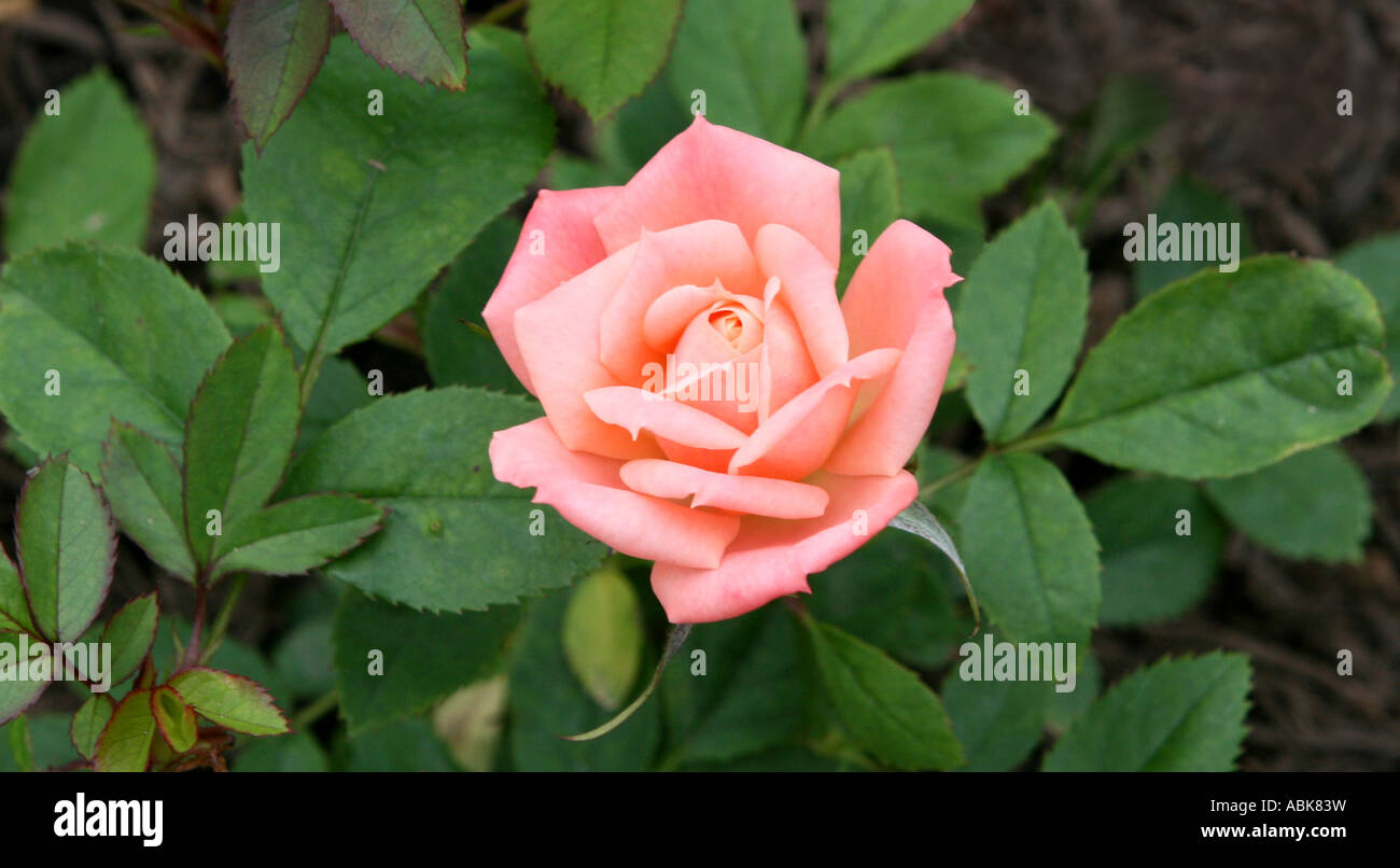Judy the beauty hi-res stock photography and images - Alamy