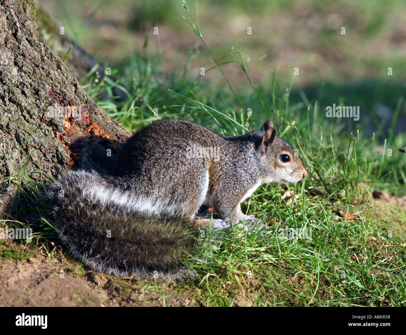 A North American Gray Squirrel Stock Photo - Alamy