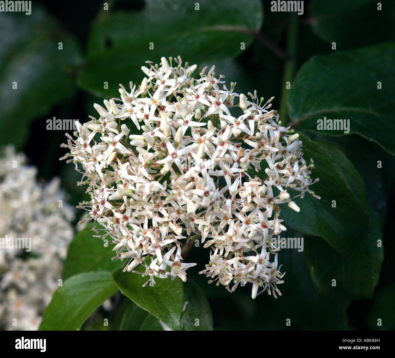 WILDFLOWER RED OSIER Stock Photo - Alamy