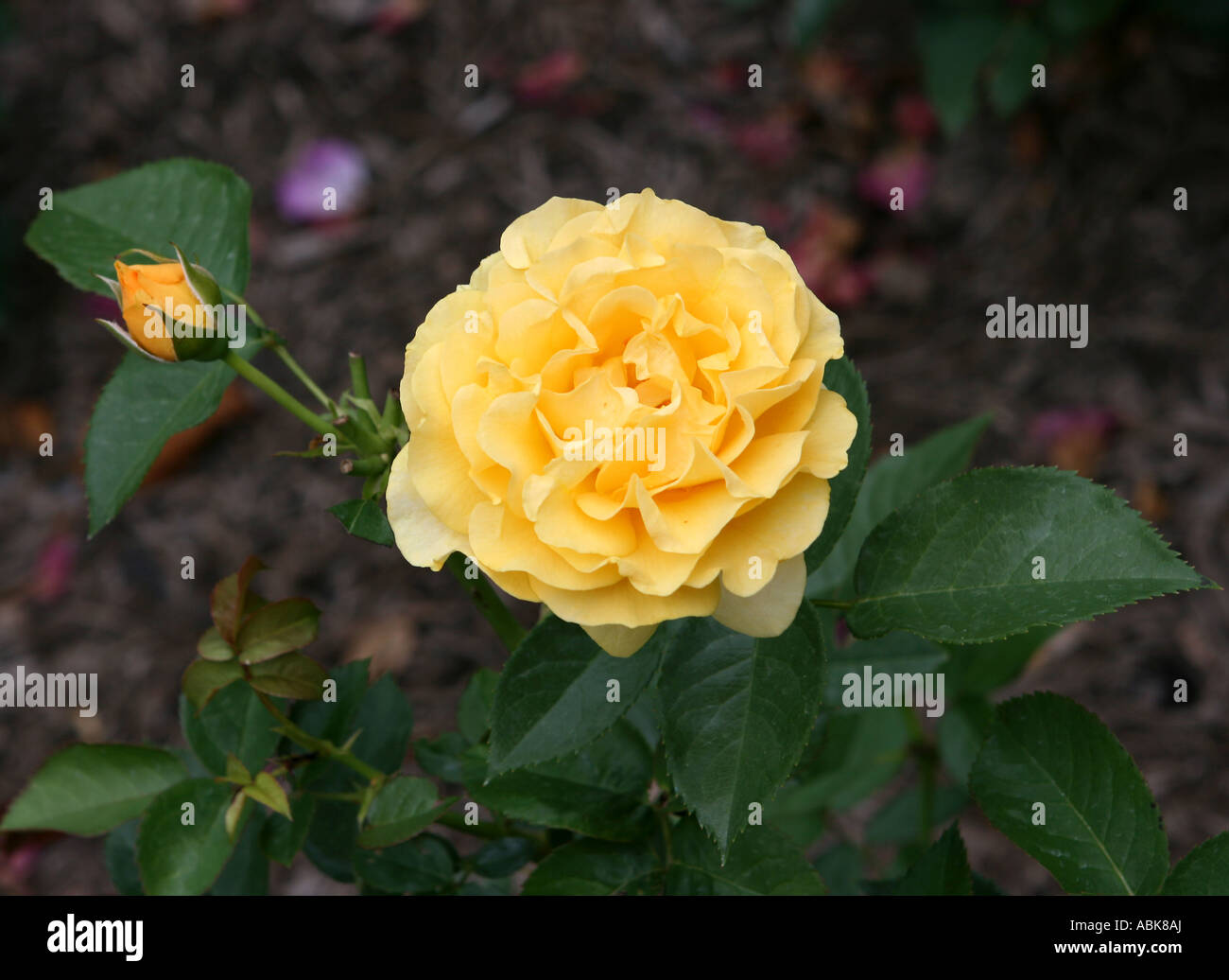 Julia rose hi-res stock photography and images - Alamy