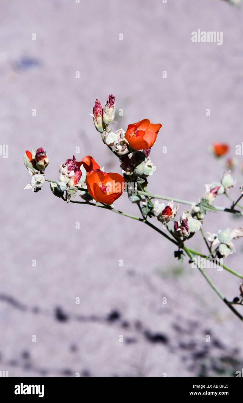 Darwin telescope hi-res stock photography and images - Alamy