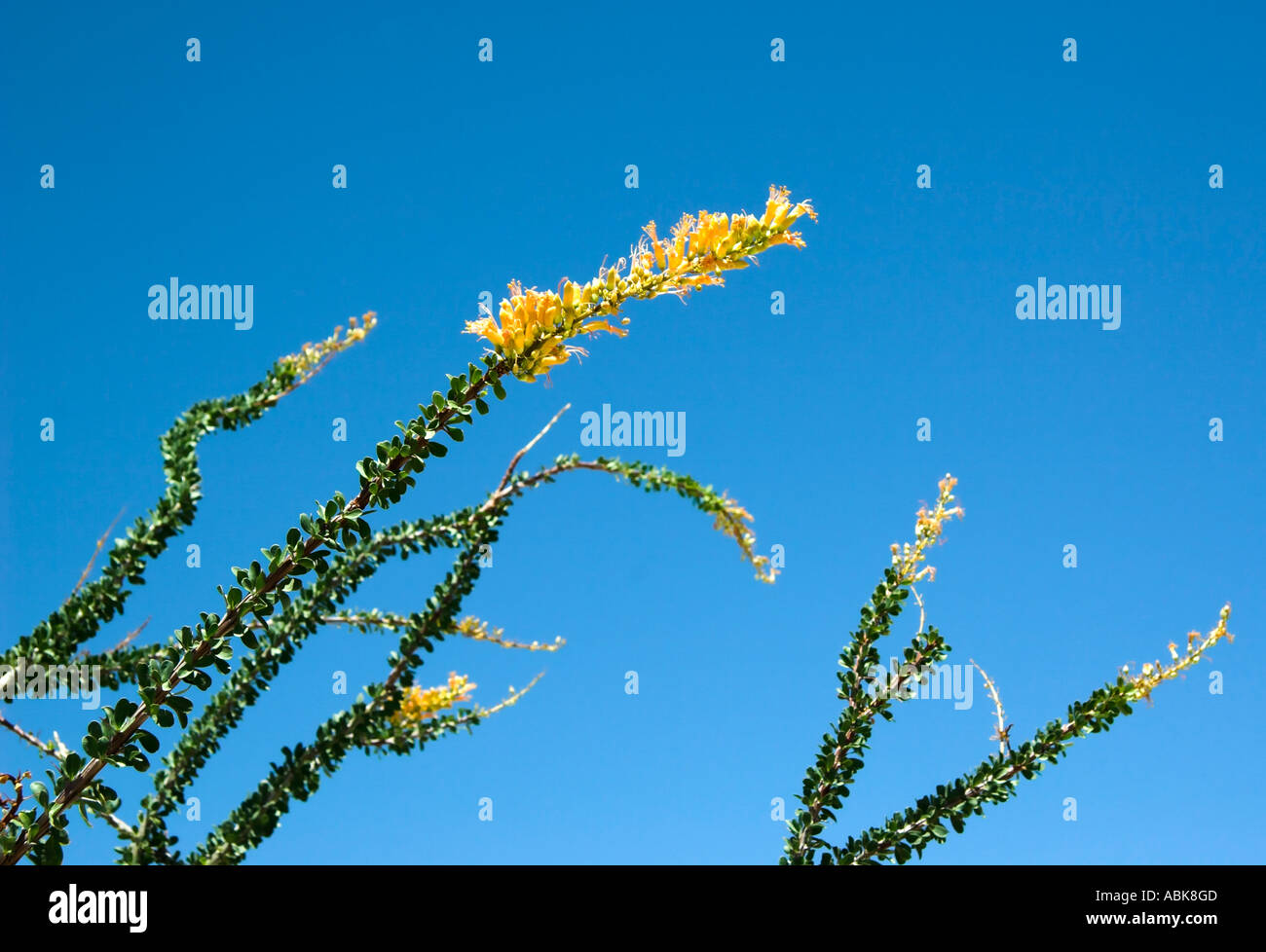 A rare orange-blossom ocotillo plant (Fouqueria splendens), Anza ...